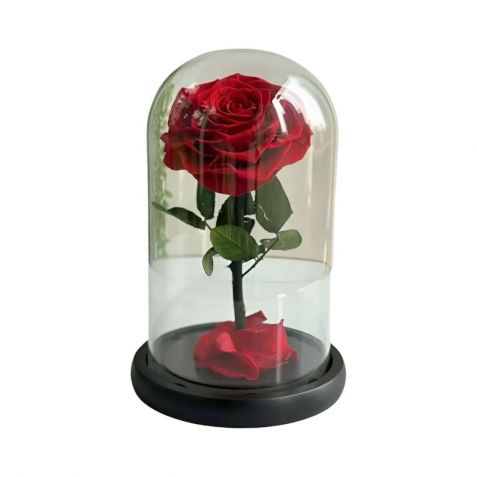 RED FOREVER ROSE| Waynik By Safco