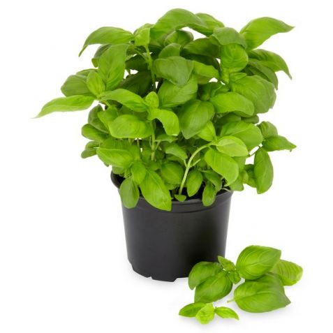 BASIL FRESH POT 1PC Online | Waynik By Safco