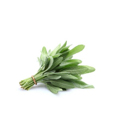 FRESH SAGE Online | Waynik By Safco