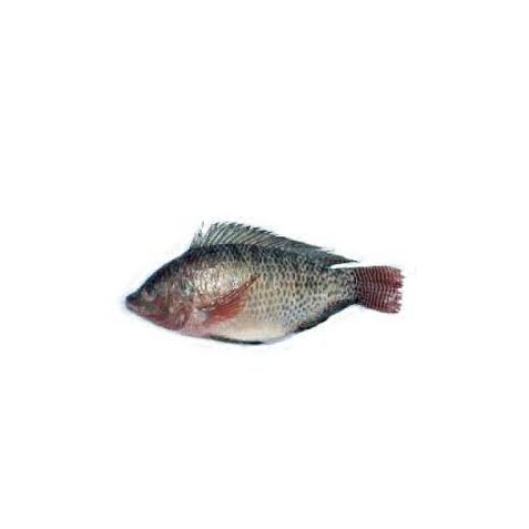 FRESH TILAPIA 500GM Online | Waynik By Safco
