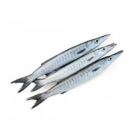 FRESH BARRACUDA 500GM Online | Waynik By Safco