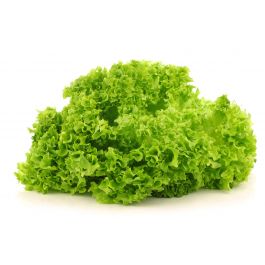 LETTUCE LOLLO ROSSO GREEN 500GM Online | Waynik By Safco