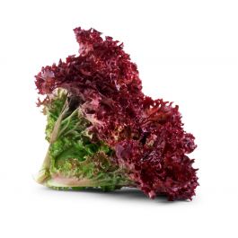 LETTUCE LOLLO ROSSO RED 500GM Online | Waynik By Safco