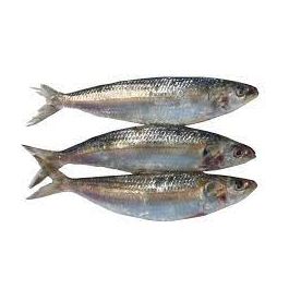FRESH SARDINE BIG 500GM Online | Waynik By Safco