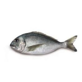 FRESH SEABREAM 500GM Online | Waynik By Safco